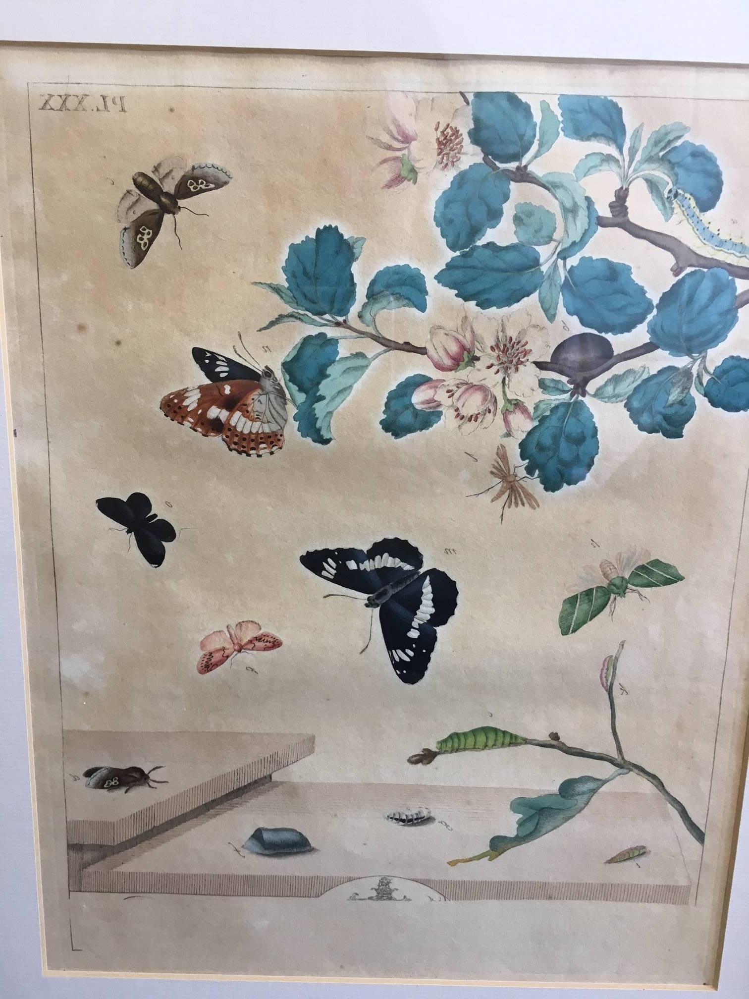 Set of Six Engravings by Moses Harris from Aurelian, circa 1766 at 1stDibs