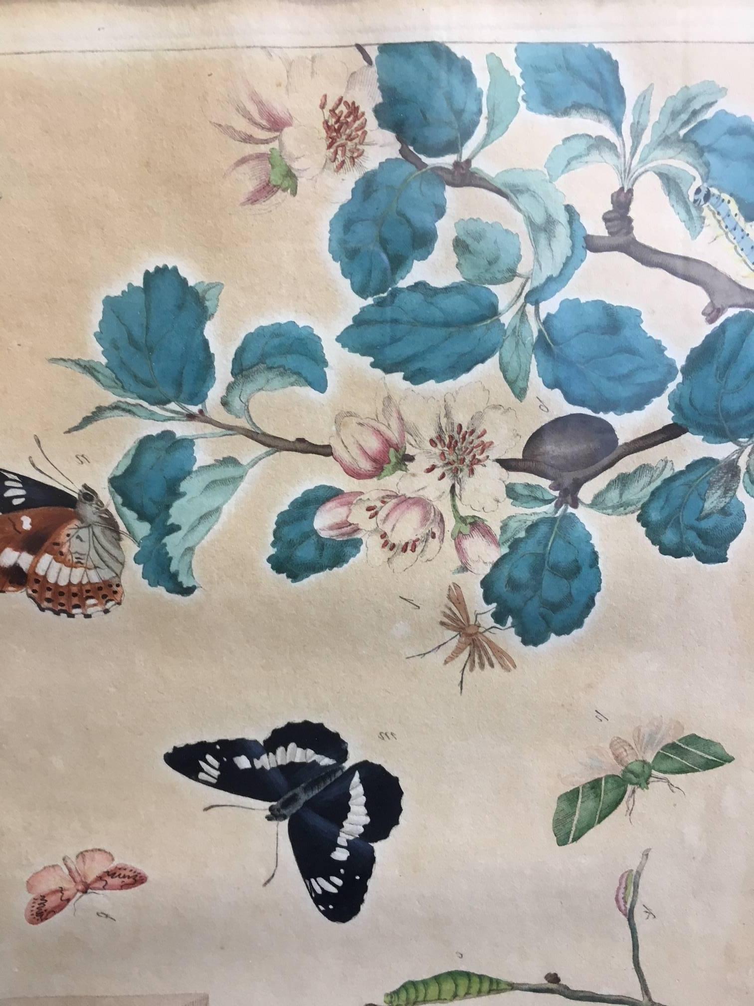 Set of Six Engravings by Moses Harris from Aurelian, circa 1766 at 1stDibs