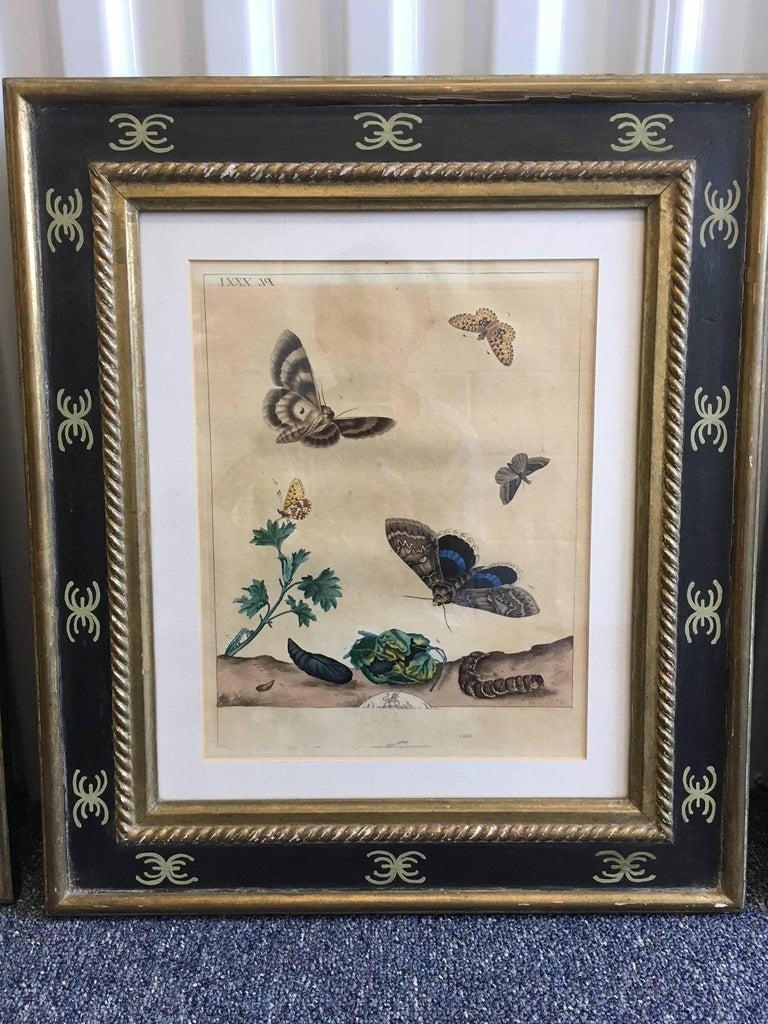 Set of Six Engravings by Moses Harris from Aurelian, circa 1766 at 1stDibs