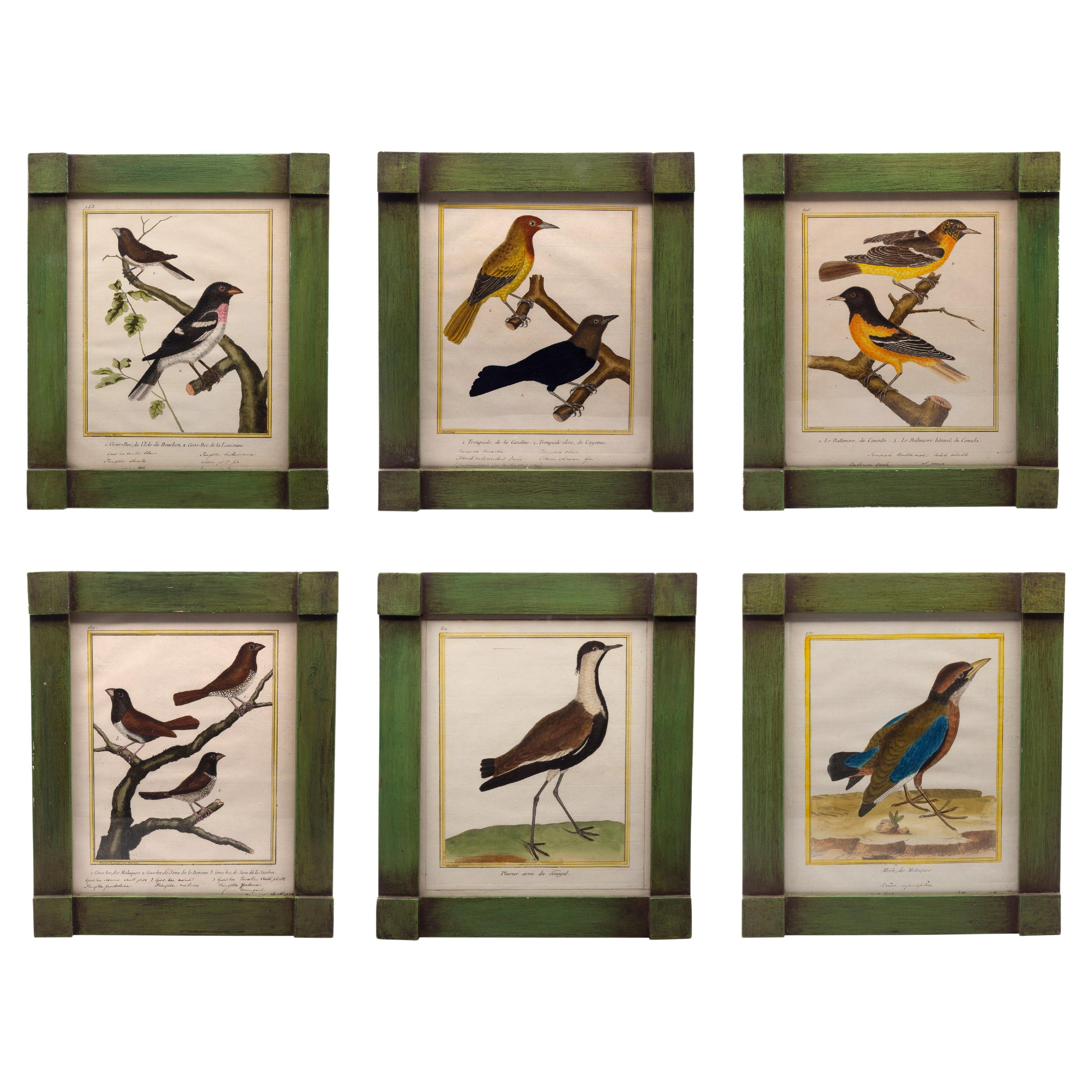 Hand-Colored Engraving of Coral by Albertus Seba at 1stDibs