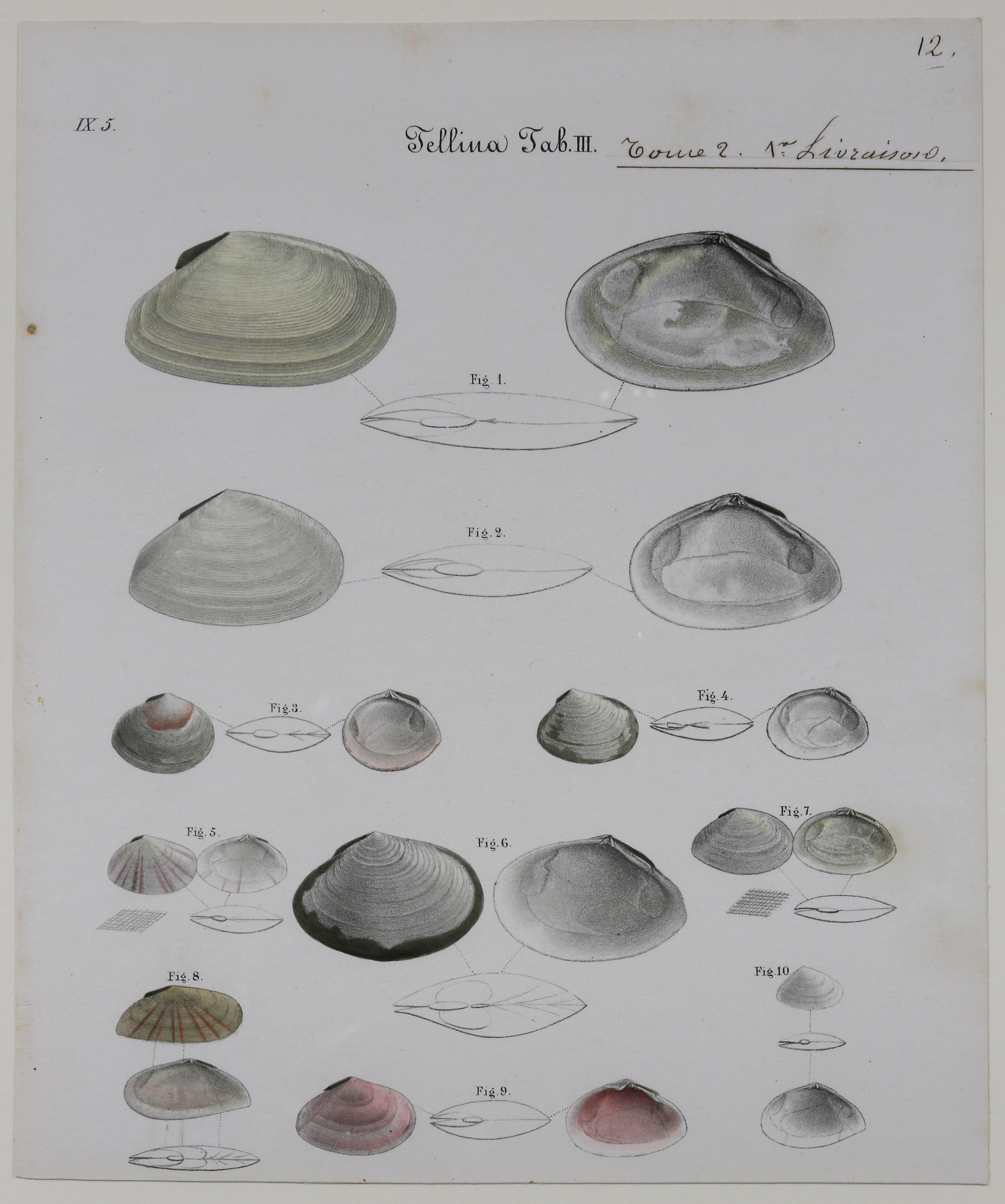 Set of Six Framed Prints of Seashells at 1stDibs