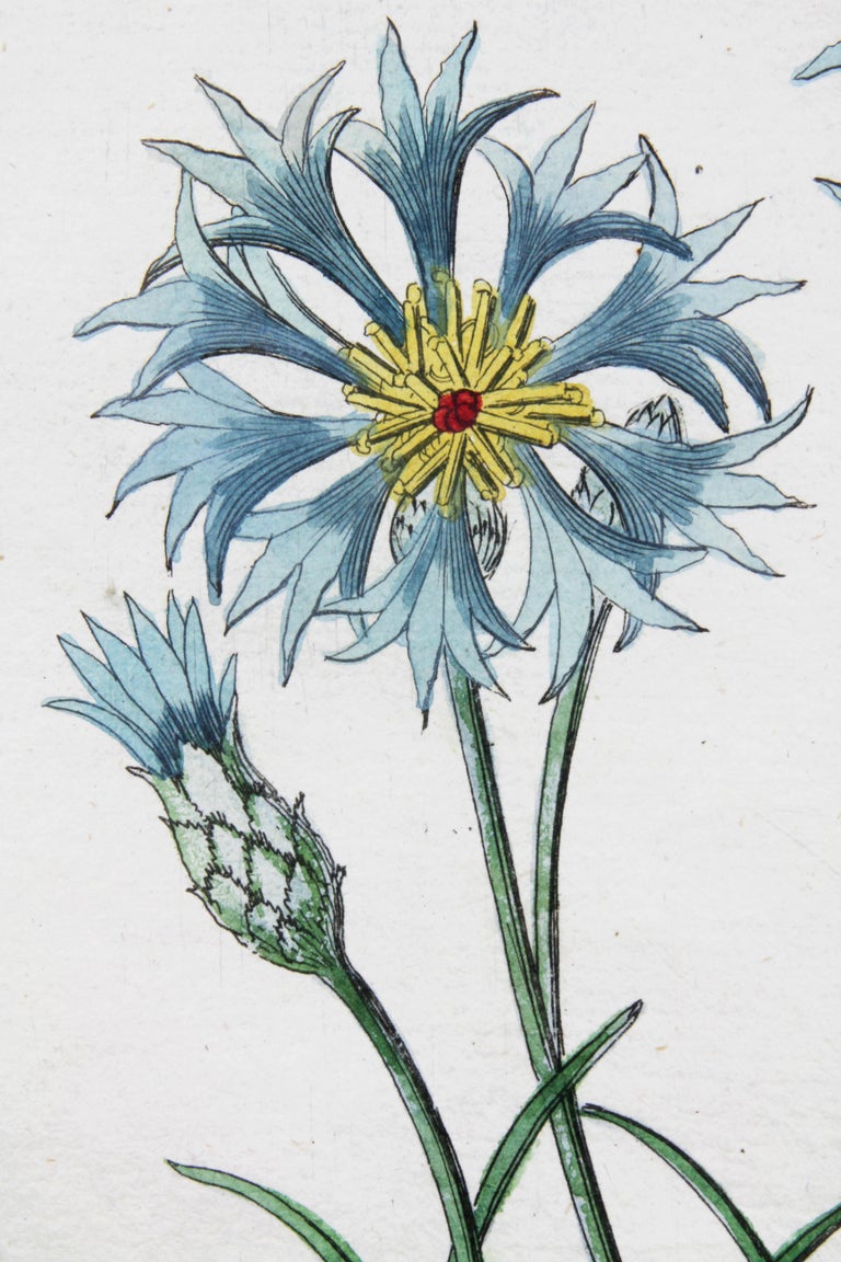 Set of Six Mirror Framed Botanical Prints at 1stDibs