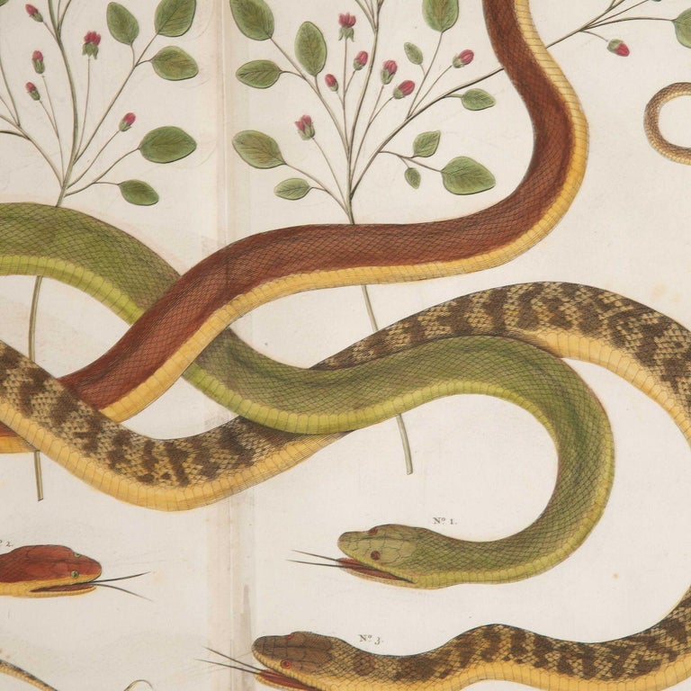 Set of Three 18th Century Albertus Seba Snake Engravings For Sale at ...