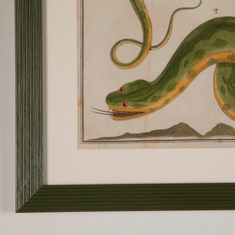 Set of Three 18th Century Albertus Seba Snake Engravings For Sale at ...