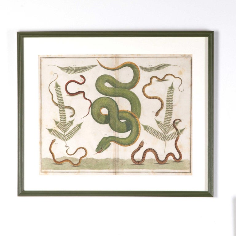 Set of Three 18th Century Albertus Seba Snake Engravings For Sale at ...