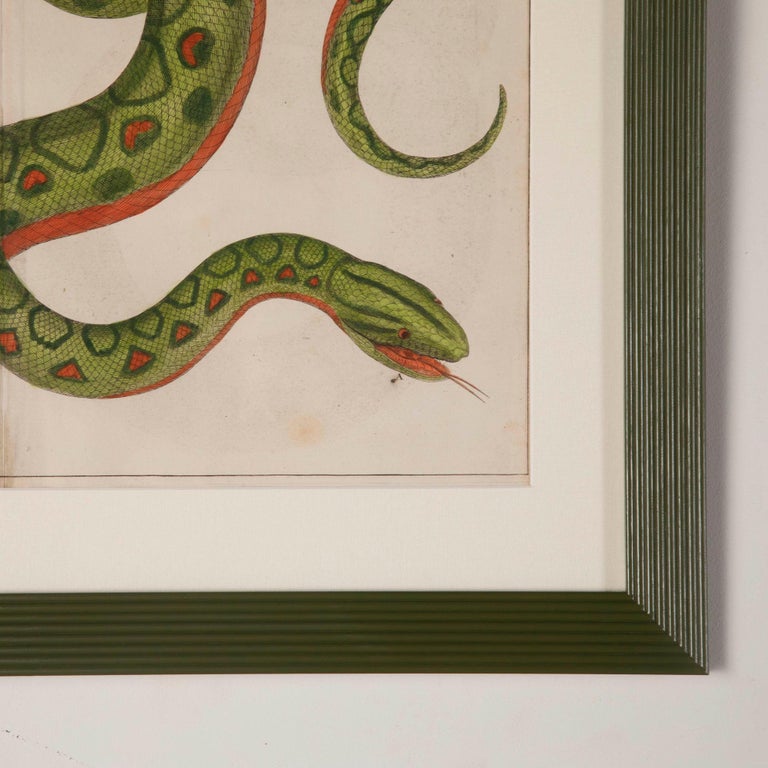 Set of Three 18th Century Albertus Seba Snake Engravings For Sale at ...