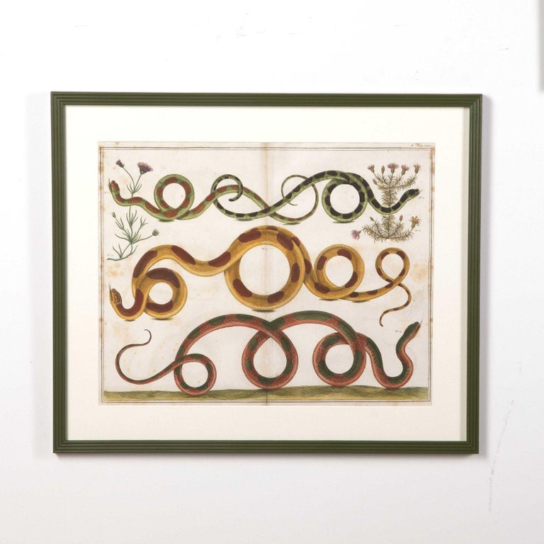 Set of Three 18th Century Albertus Seba Snake Engravings For Sale at ...
