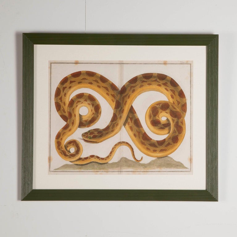 Set of Three 18th Century Albertus Seba Snake Engravings For Sale at ...