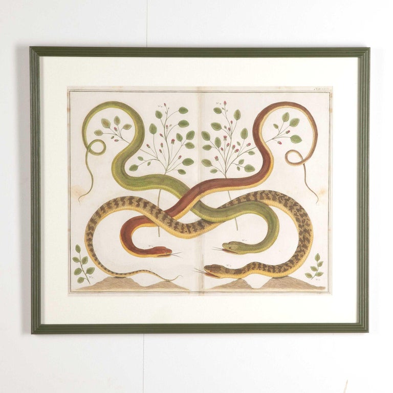Set of Three 18th Century Albertus Seba Snake Engravings For Sale at ...