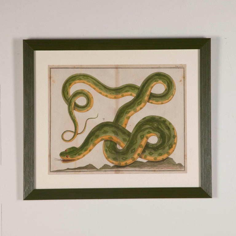 Set of Three 18th Century Albertus Seba Snake Engravings For Sale at ...