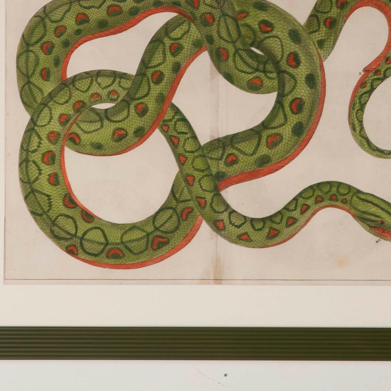 Set of Three 18th Century Albertus Seba Snake Engravings For Sale at ...