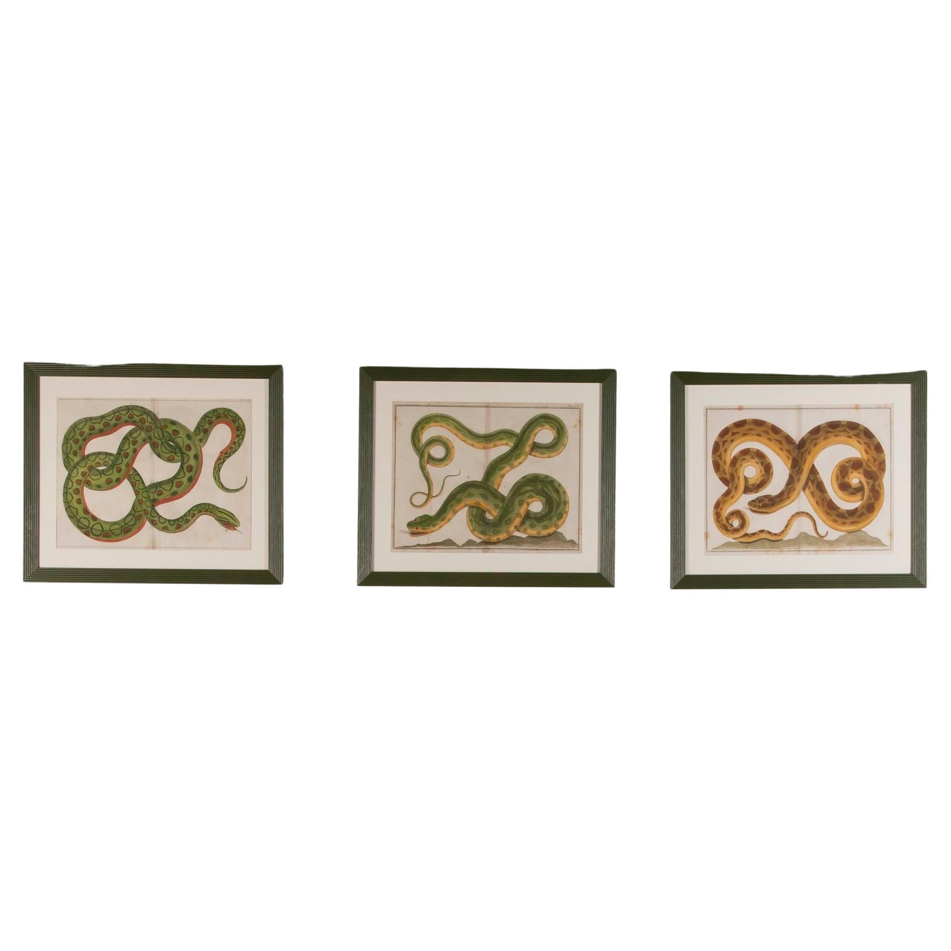 Hand-Colored Engraving of Coral by Albertus Seba at 1stDibs