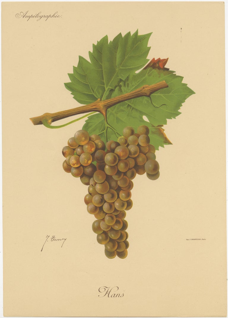 Set of three Antique Prints of Green / White Grape Varieties For Sale ...