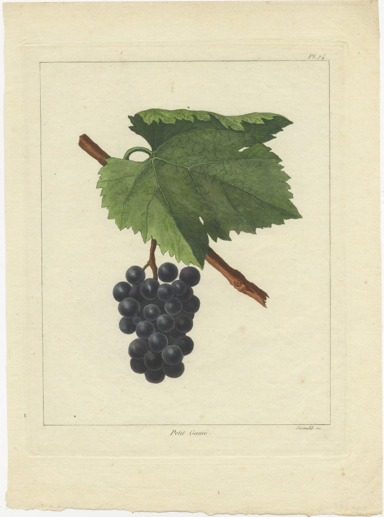 Set of Three Antique Prints of Various Red Grape Varieties For Sale at ...