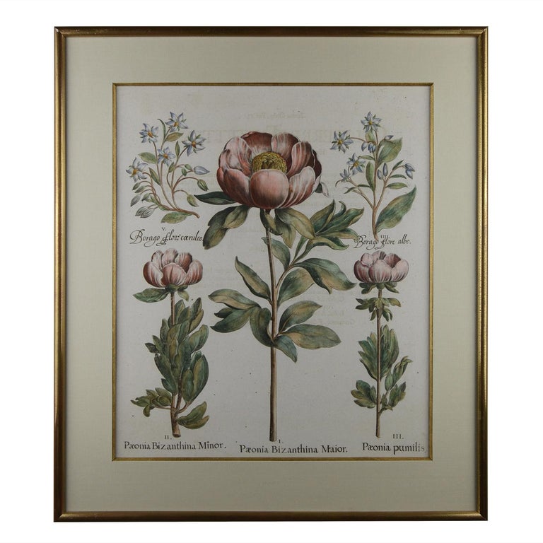 Set of Three Besler Prints For Sale at 1stDibs