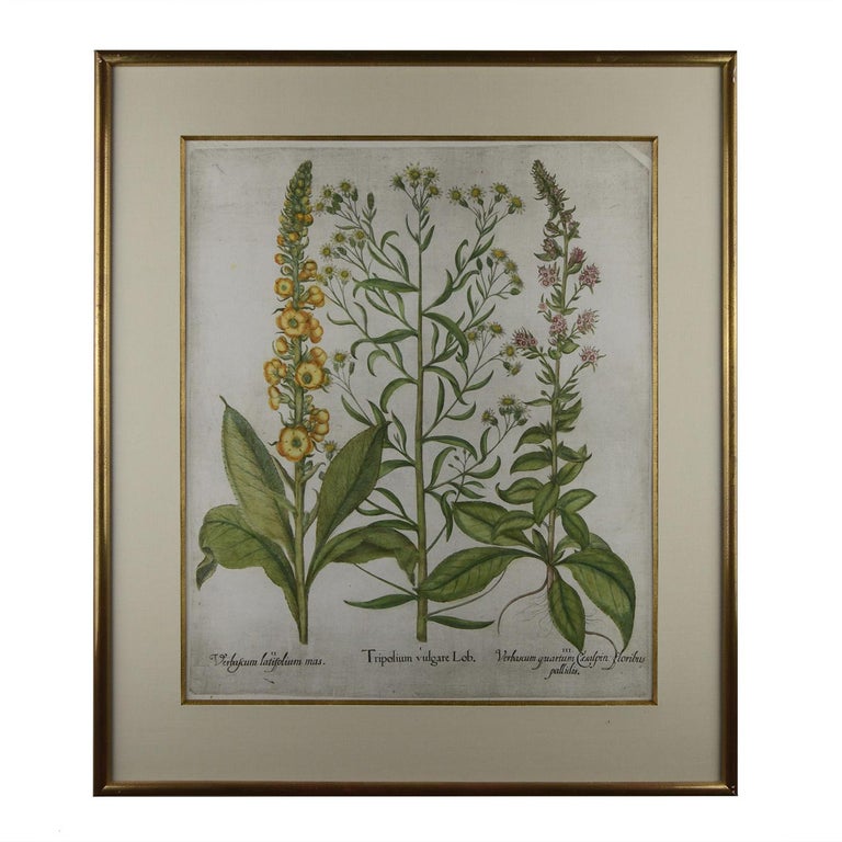 Set of Three Besler Prints For Sale at 1stDibs