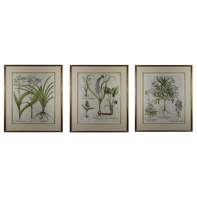 Set of Three Besler Prints For Sale at 1stDibs