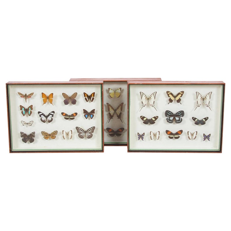 Set of Three Butterfly Boxes at 1stDibs