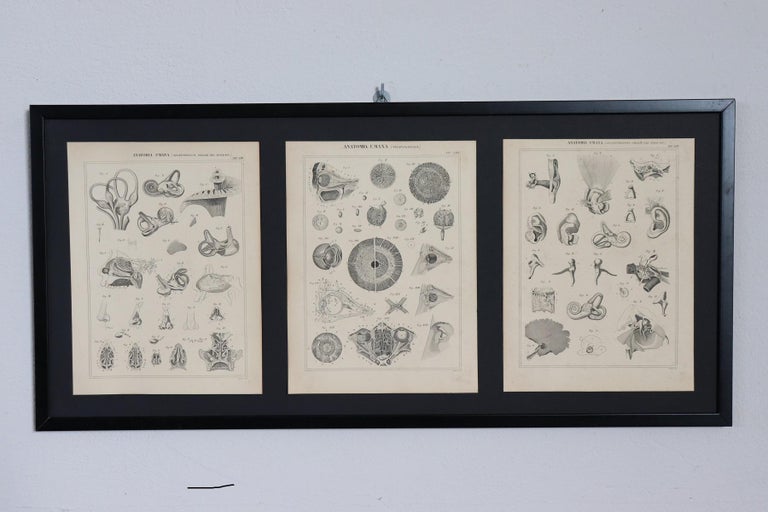 Set of Three Human Anatomy Prints at 1stDibs