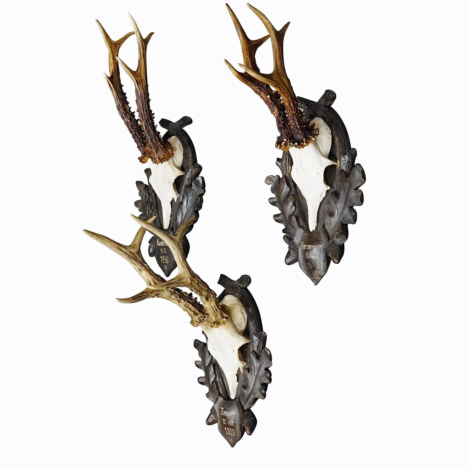 Set of Three Large Roe Deer Trophies on Carved Plaques For Sale at 1stDibs
