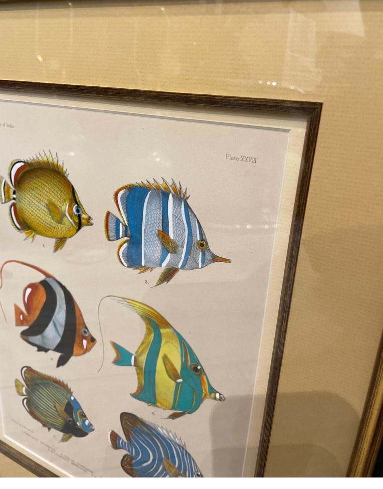 Set of Three Vintage Hand Colored Fish Species Engravings For Sale at ...