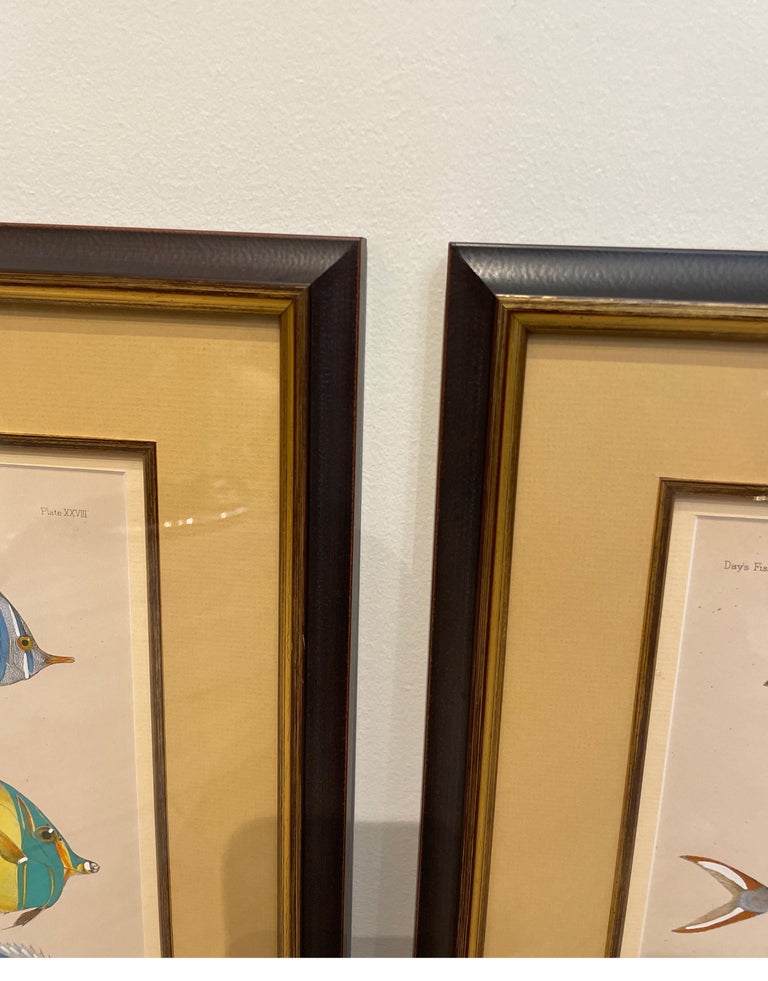 Set of Three Vintage Hand Colored Fish Species Engravings For Sale at ...