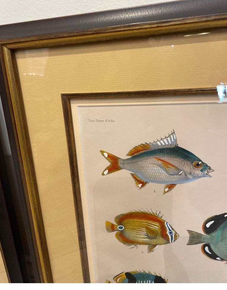 Set of Three Vintage Hand Colored Fish Species Engravings For Sale at ...