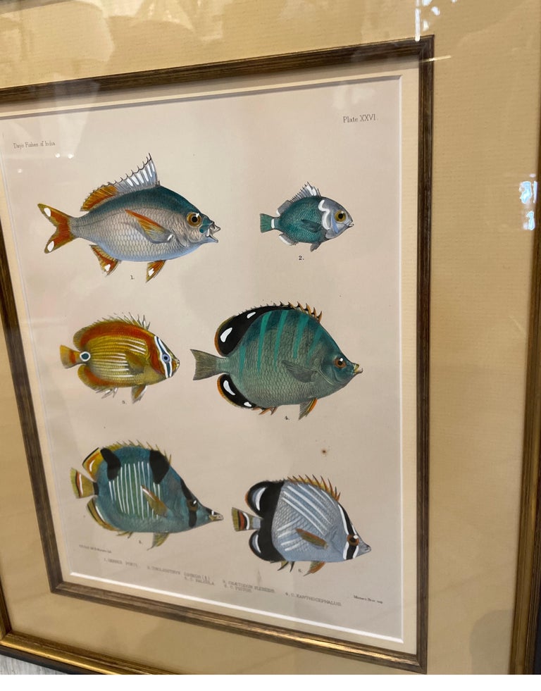 Set of Three Vintage Hand Colored Fish Species Engravings For Sale at ...