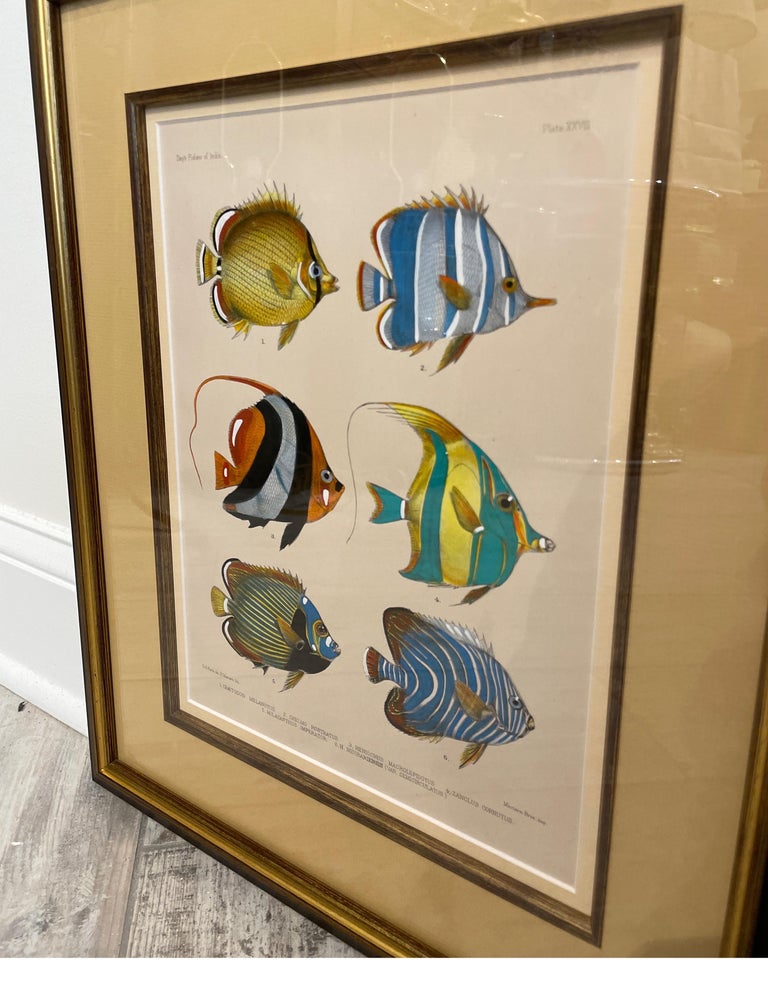 Set of Three Vintage Hand Colored Fish Species Engravings For Sale at ...