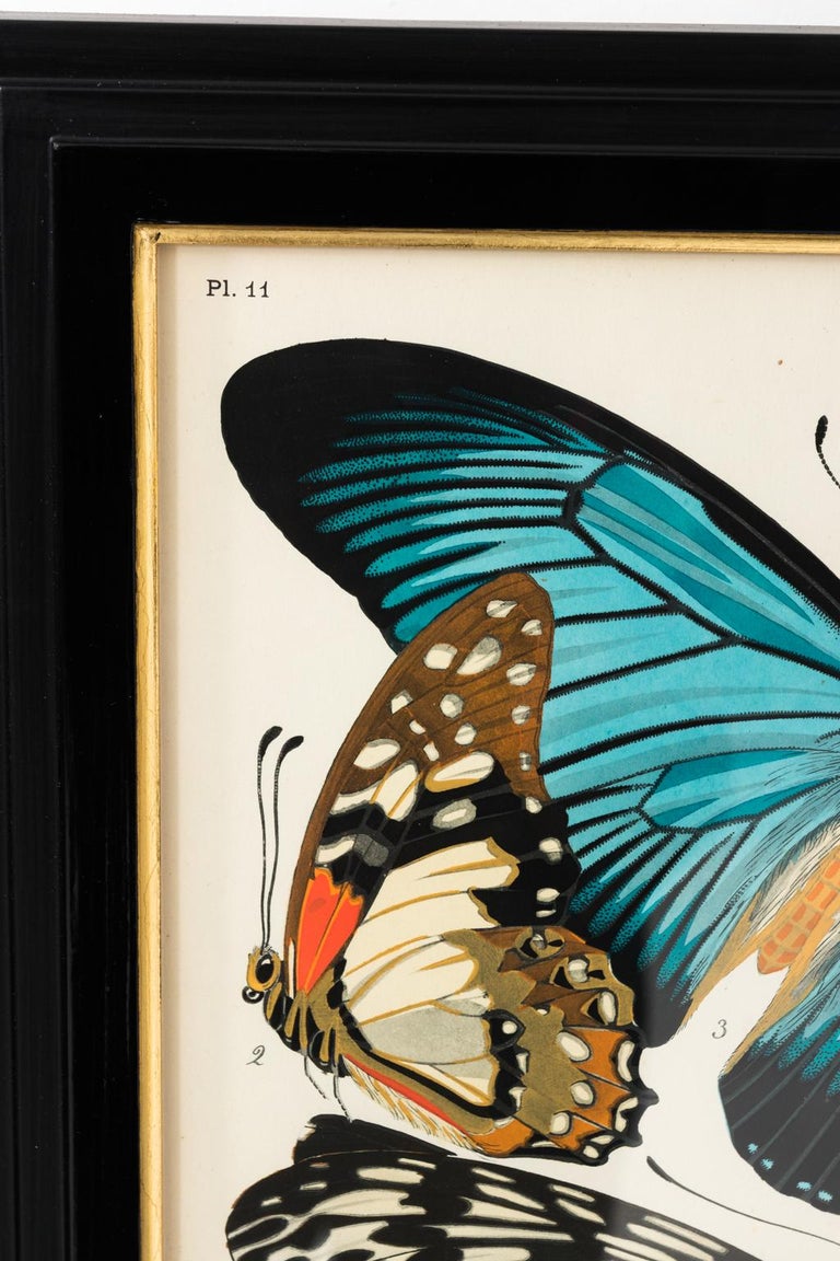 Set of 10 Butterfly And Insect Prints by E.A. Seguy For Sale at 1stDibs