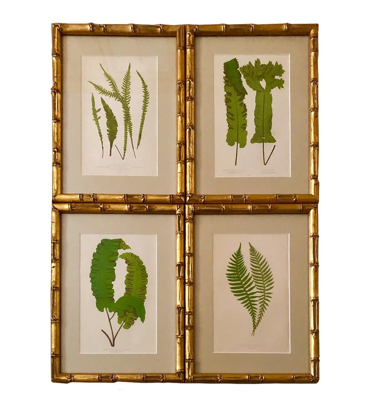 Set of Twelve Framed Hand Colored Fern Prints by E.J. Lowe at 1stDibs