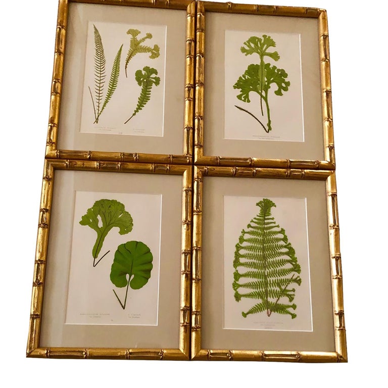 Set of Twelve Framed Hand Colored Fern Prints by E.J. Lowe at 1stDibs