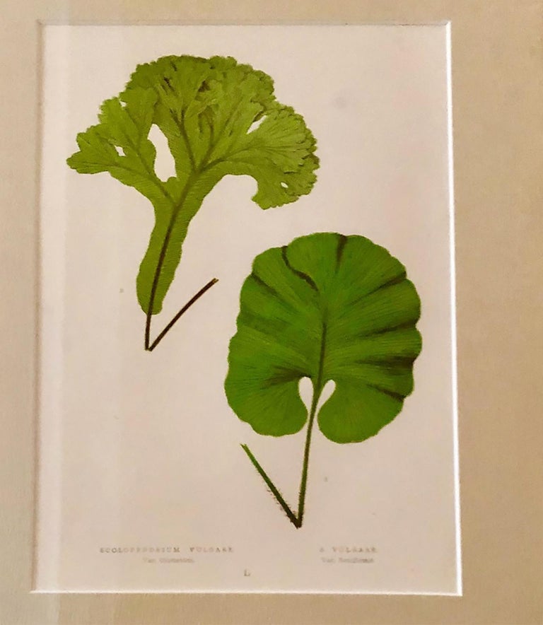 Set of Twelve Framed Hand Colored Fern Prints by E.J. Lowe at 1stDibs