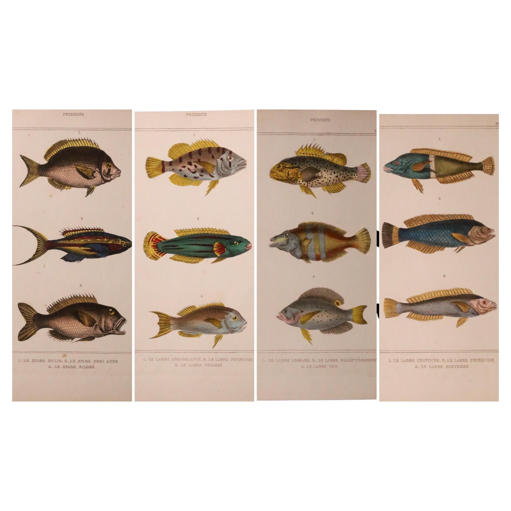 A Set of Four Fish Prints For Sale at 1stDibs