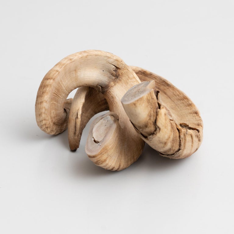 Set of Two Ram Horns For Sale at 1stDibs