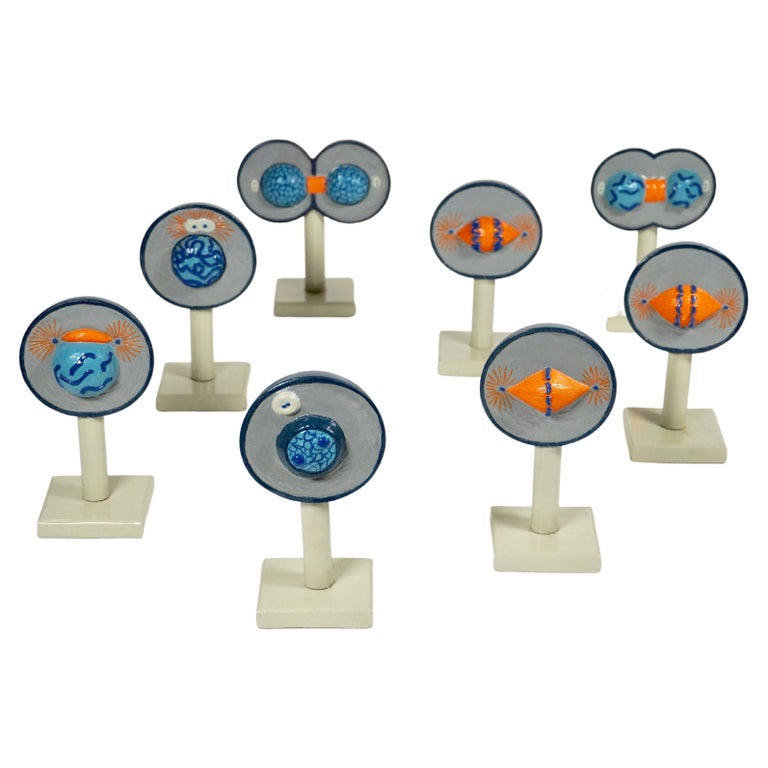 Set of Vintage 1960s Handmade Mitosis Scientific Models For Sale at 1stDibs