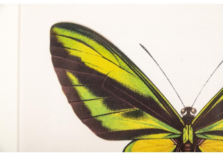 Set Six Faux Bamboo Framed Butterfly Color Prints For Sale at 1stDibs