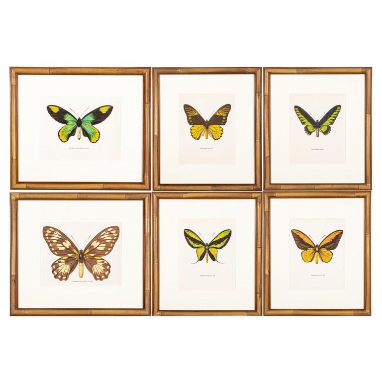 Set Six Faux Bamboo Framed Butterfly Color Prints For Sale at 1stDibs