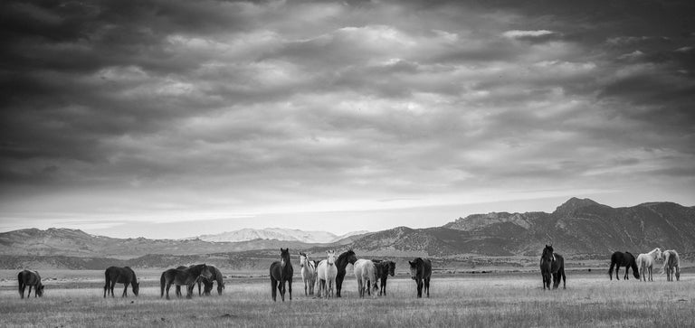 Shane Russeck - Photographie de cheval sauvage noir et blanc, Mustangs «angs All Here », 90x40 ...