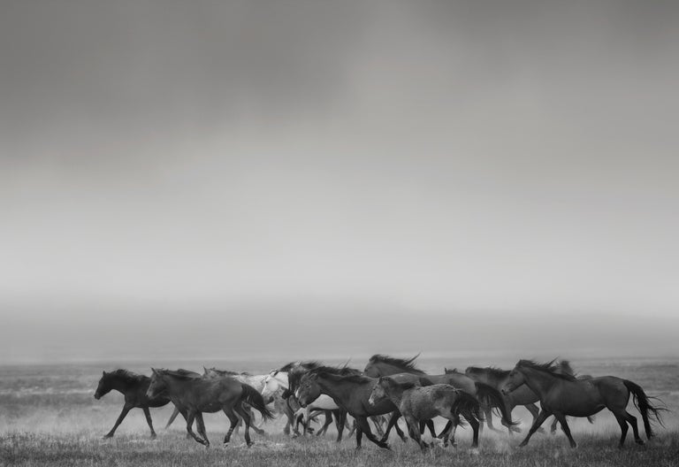 Shane Russeck - "Dream State" - 50x90 Black and White Photography Wild Horses Mustangs Unsigned ...