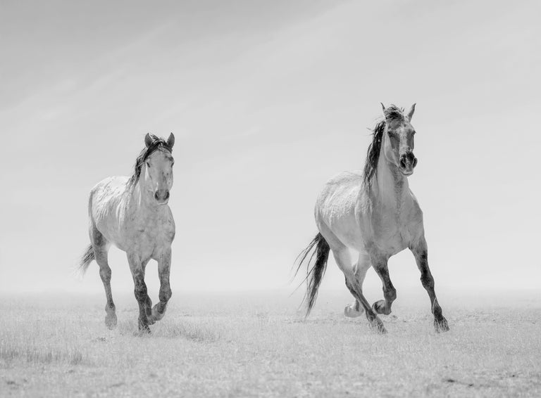 Shane Russeck - "Heroes of the West " 36x48 - Black and White Photography, Wild Horses, Mustangs ...