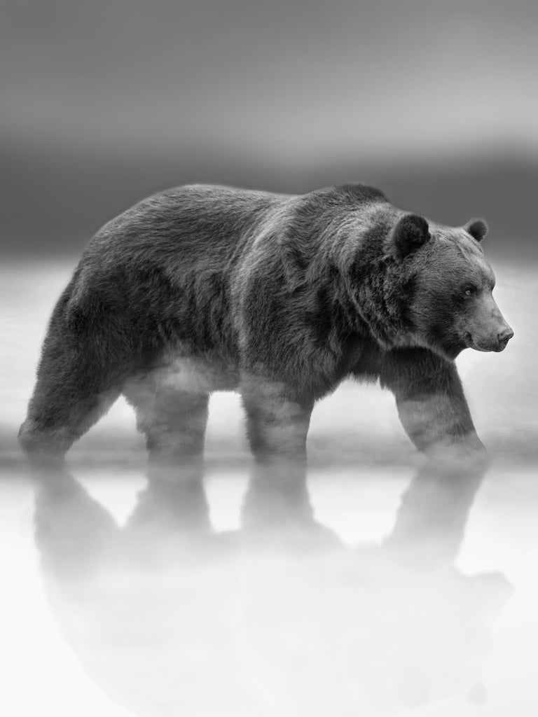 Shane Russeck - Islande de Kodiak - Photographie noir et blanc 50x60, ours Kodiak Grizzly Bear ...