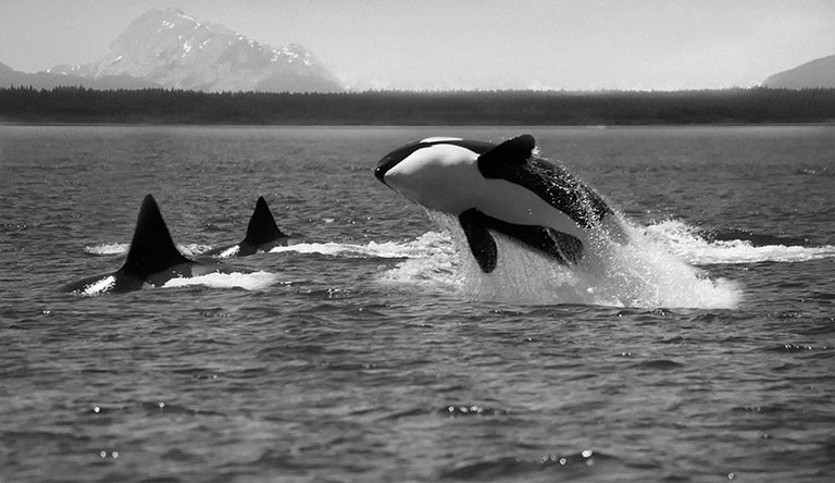 Shane Russeck - "Orca Breach" 30x50, Black and White Killer Whale Orca ...
