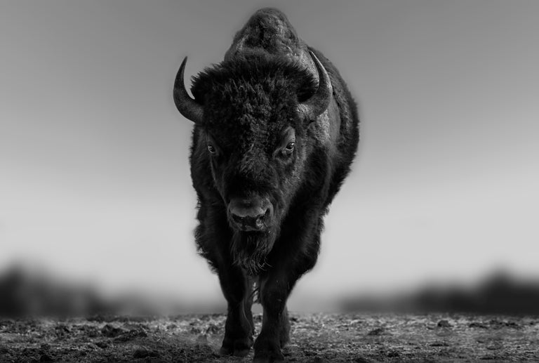 Shane Russeck – „The Beast“ 28x40 – Schwarz-Weiß-Fotografie von Bison, Buffalo Western Art im ...