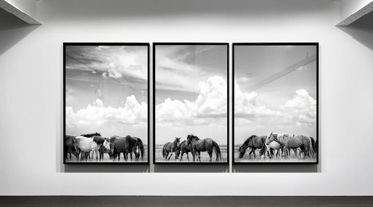 Shane Russeck - Triptych Mustangs Photography Photograph Wild Horses 60x40 (Each print) Art For ...