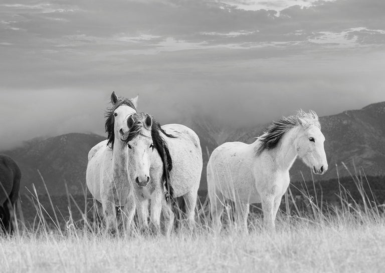 Shane Russeck - White Mountain Mustangs 36x48 -Black and White Photography Wild Horses Mustangs ...