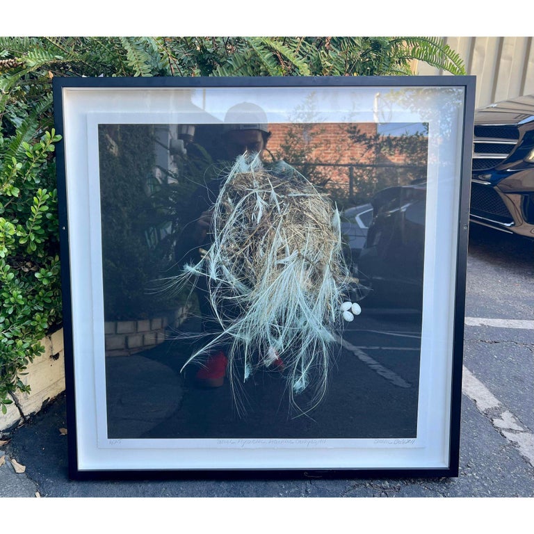 Sharon Beals Lithograph of Nest, Social Flycatcher Myiozetetes Similis ...