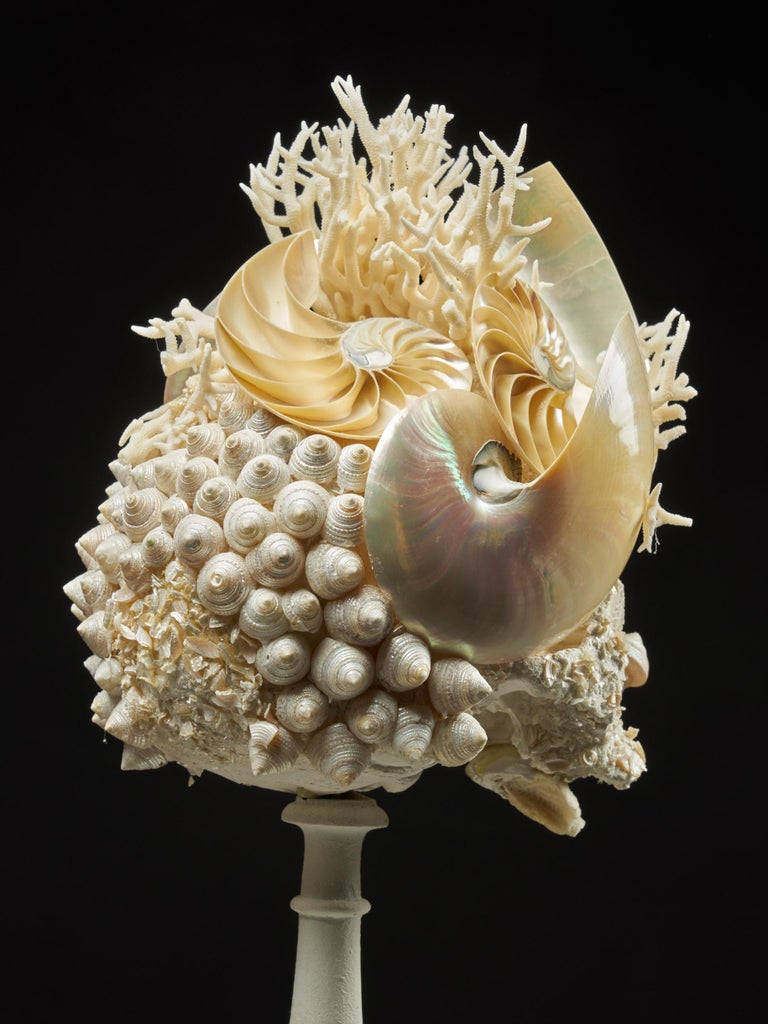 Shell Sculpture of Fantastic Head on Museum Stand at 1stDibs