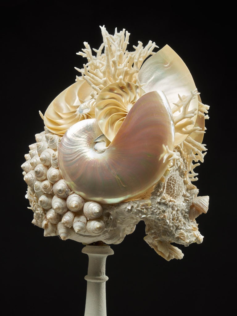 Shell Sculpture of Fantastic Head on Museum Stand at 1stDibs