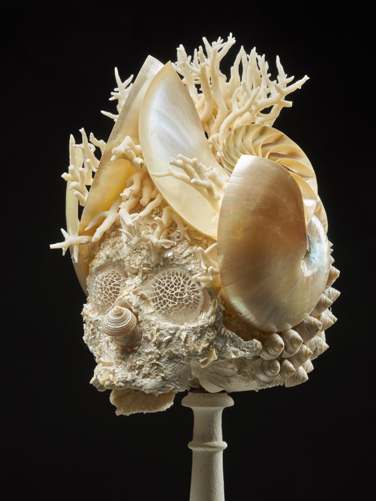 Shell Sculpture of Fantastic Head on Museum Stand at 1stDibs